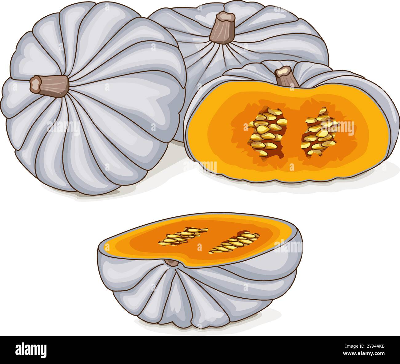 Whole and chopped White Valenciano pumpkin. Winter squash. Cucurbita ...