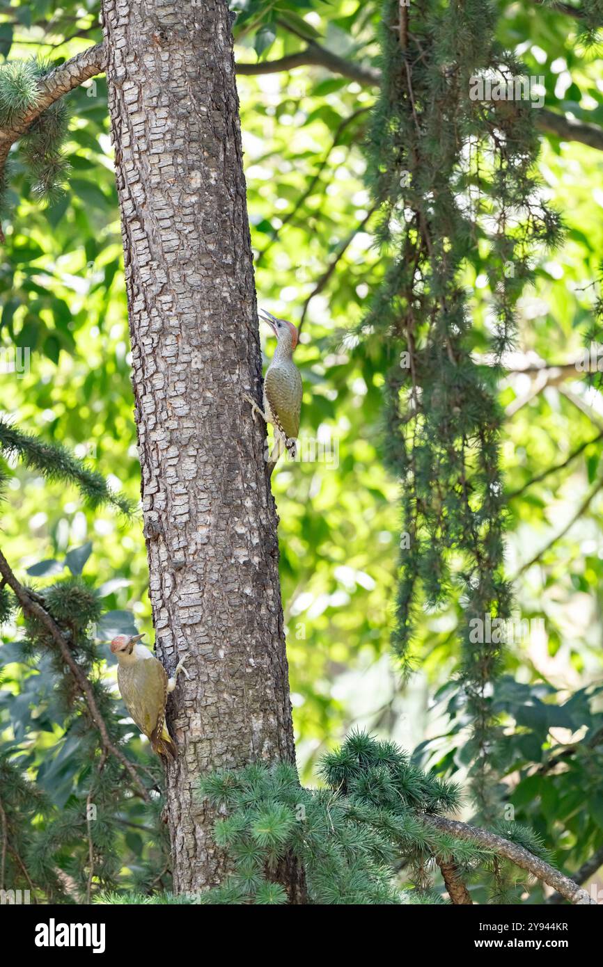 Two Iberian Woodpeckers cling to a rugged tree trunk, surrounded by ...