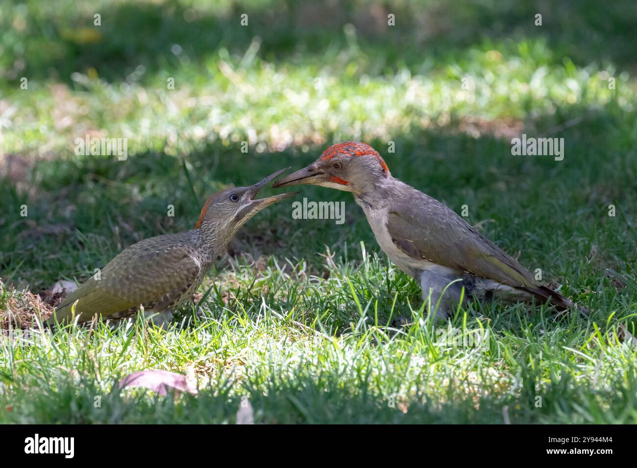 Two Iberian woodpeckers engage on a grassy surface, showcasing natural ...
