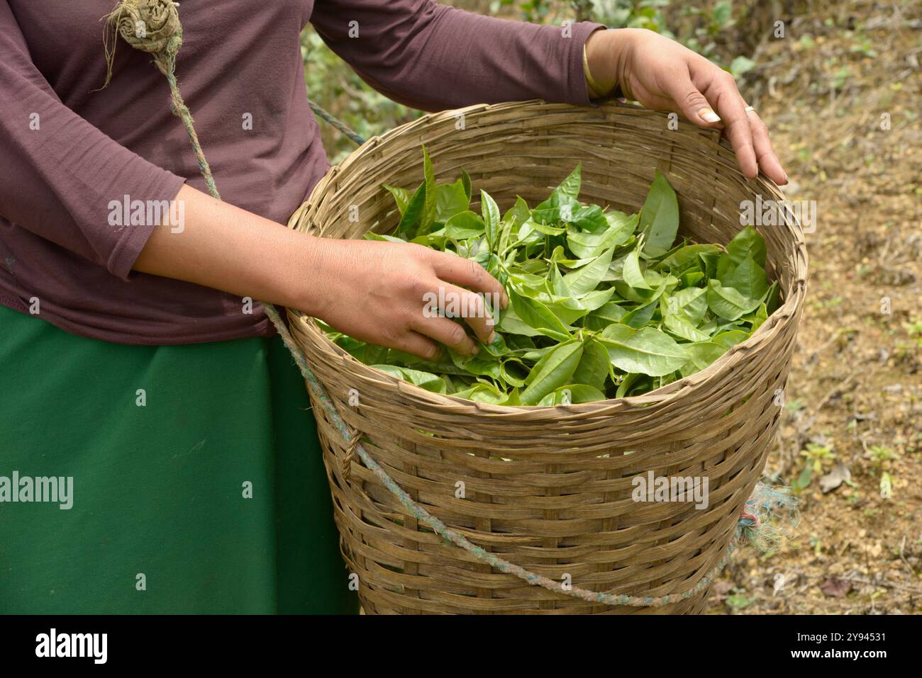 A local cropped unrecognizable tea-picker in Pindaya, Myanmar carefully ...