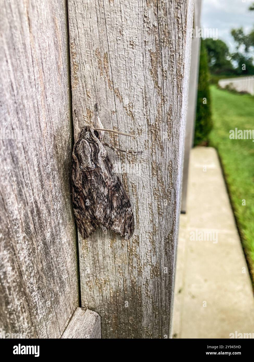 A convolvulus hawk-moth in the Bayeux War Cemetery on the Boulevard ...