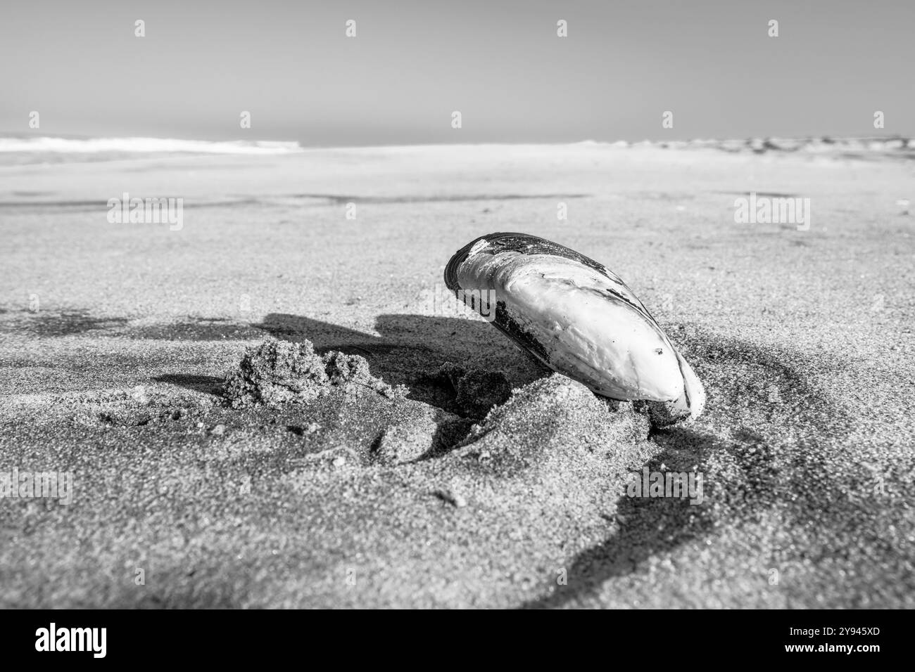 Black and white landscape with a shell in the foreground. In the ...