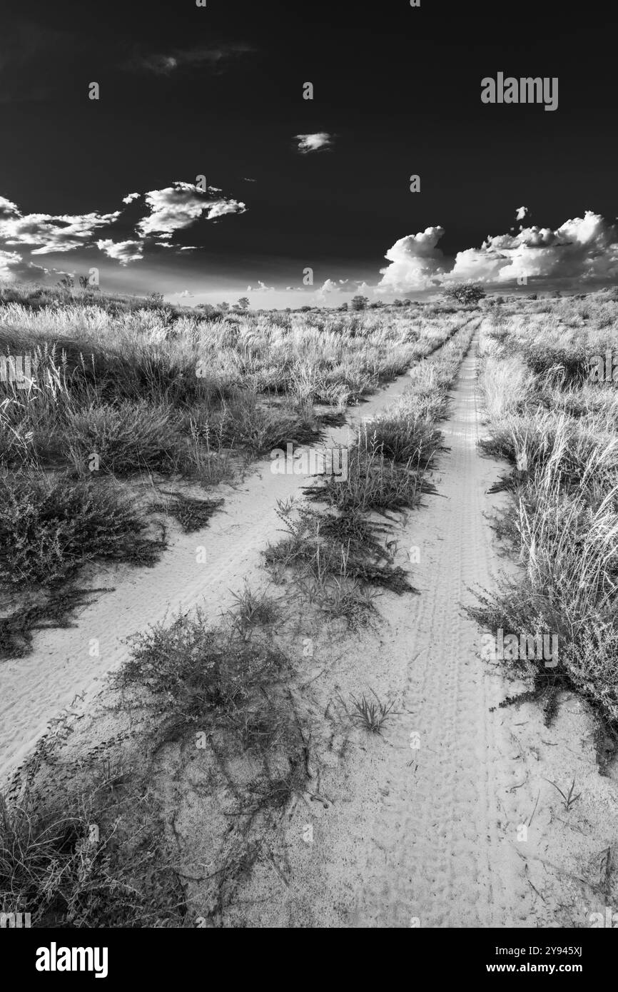 Black and white African landscape with a leading path going to the ...