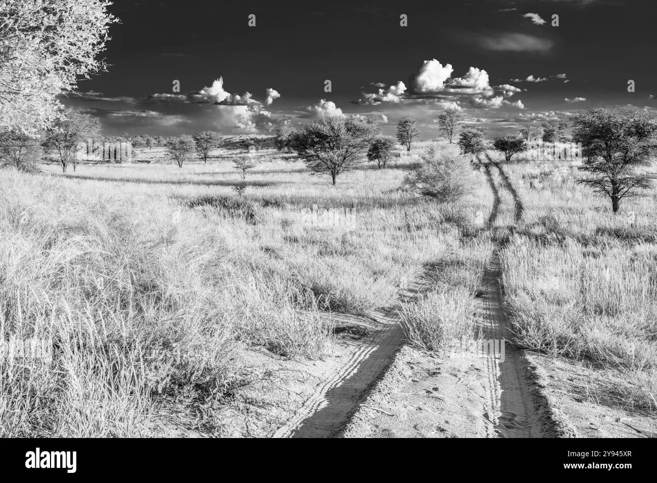In black and white a landscape with a leading path going to the horizon ...