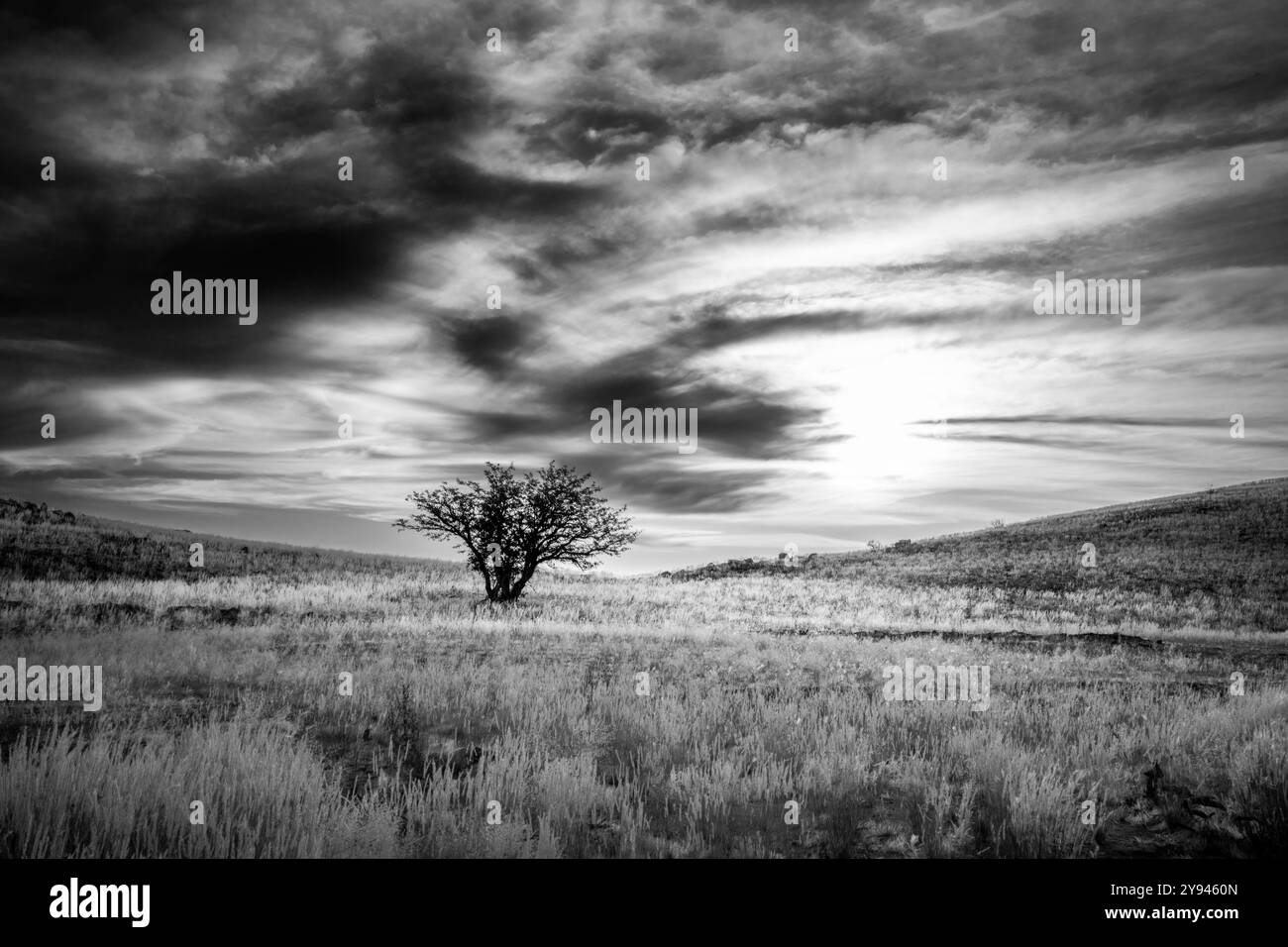 Tree in field birds Black and White Stock Photos & Images - Alamy