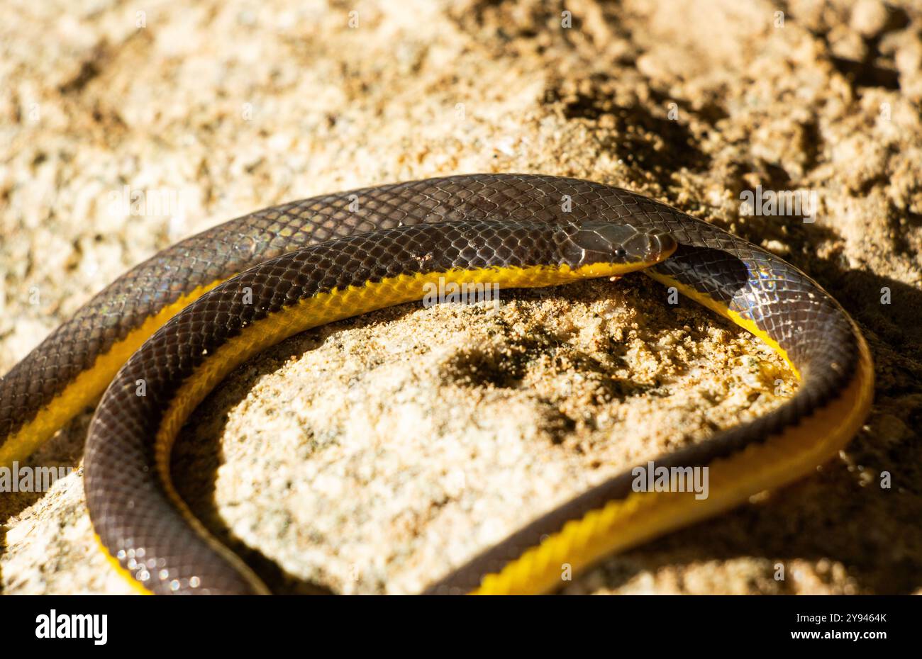 Mpwapwa purple glossed snake hi-res stock photography and images - Alamy