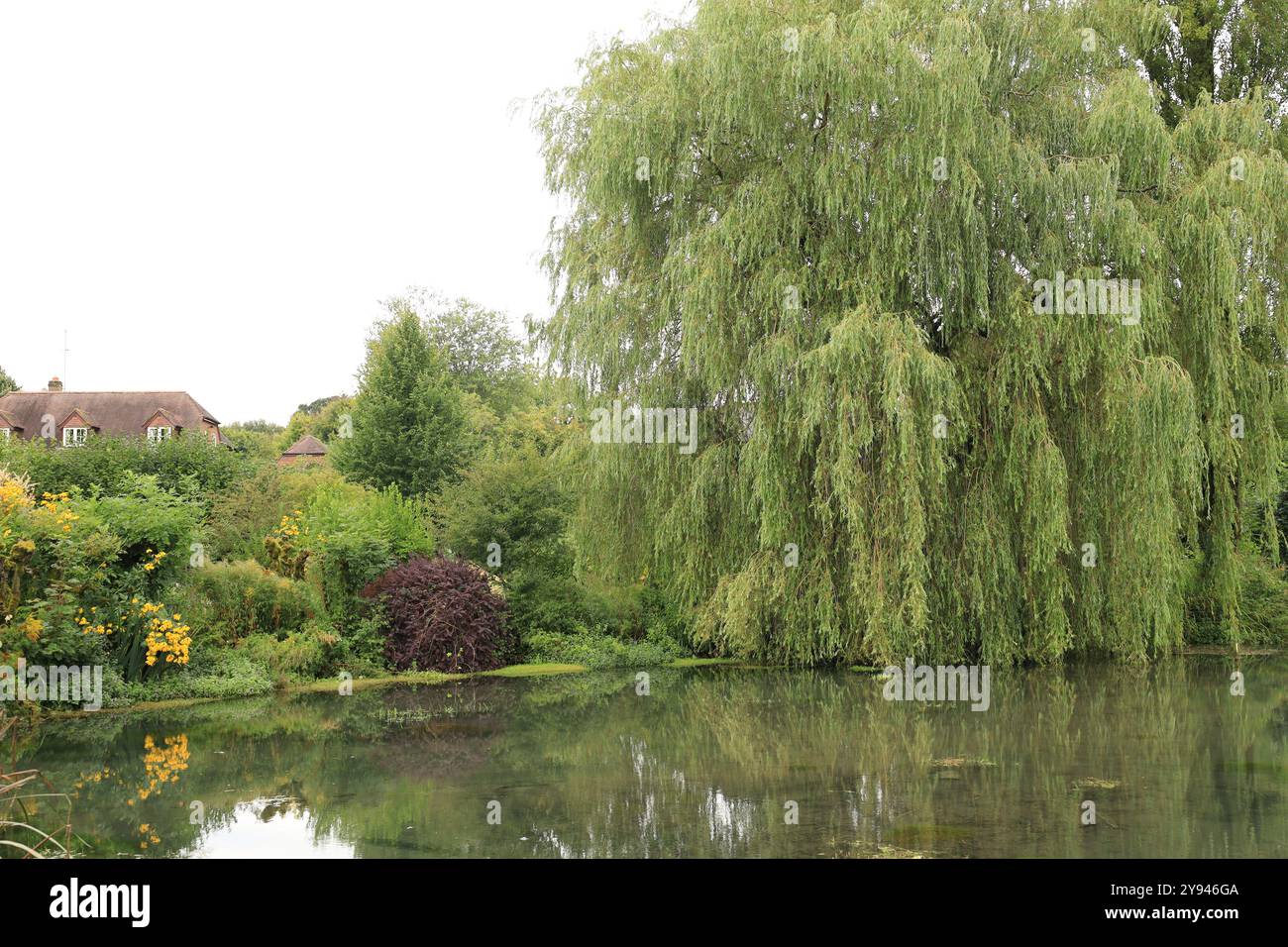 Wilton village pond Stock Photo - Alamy