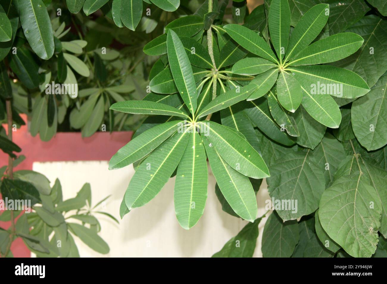 Blackboard tree (Alstonia scholaris) leaves occur in whorls of three to ...
