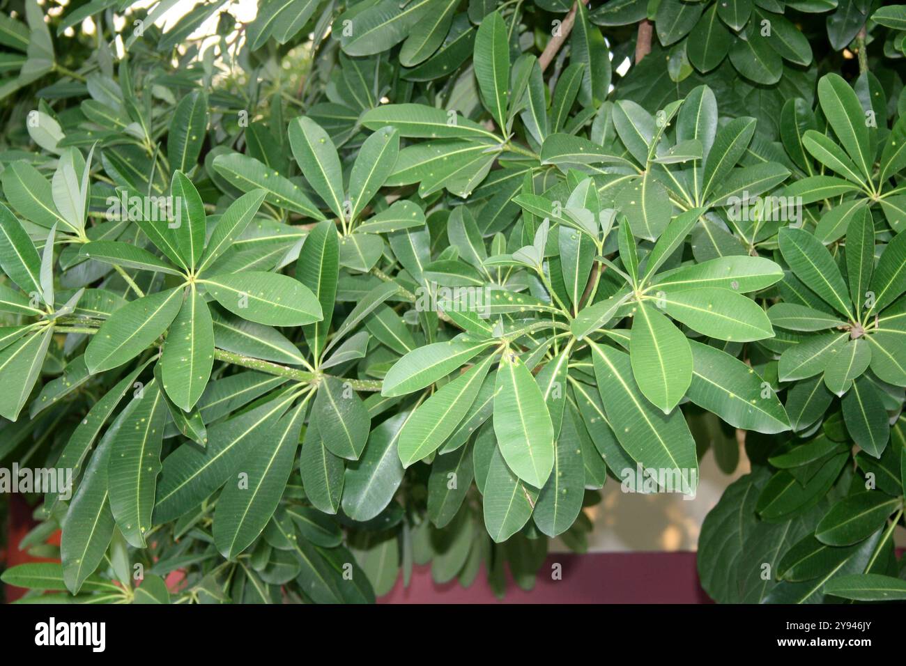 Blackboard tree (Alstonia scholaris) leaves occur in whorls of three to ...