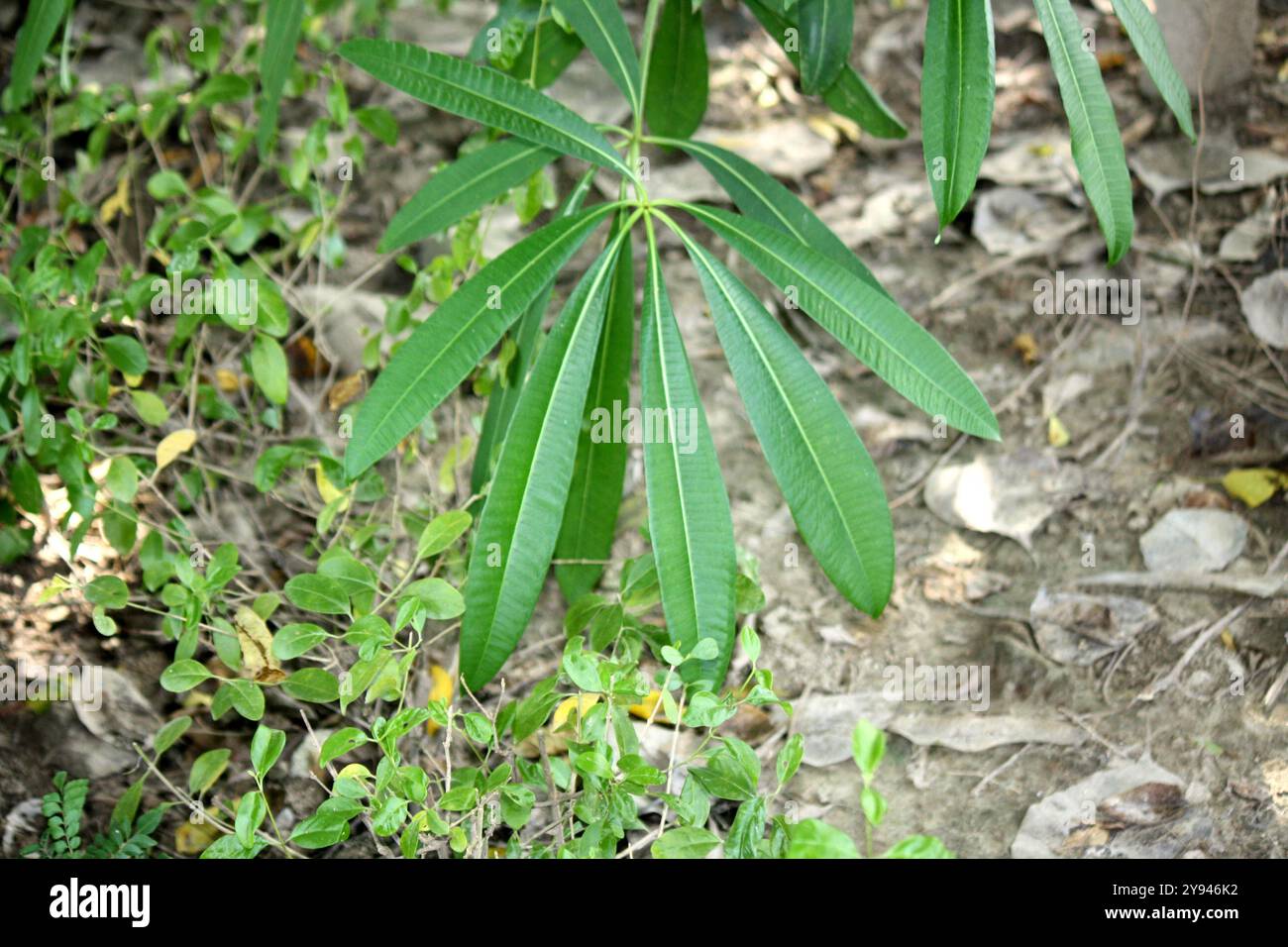 Blackboard tree (Alstonia scholaris) leaves occur in whorls of three to ...