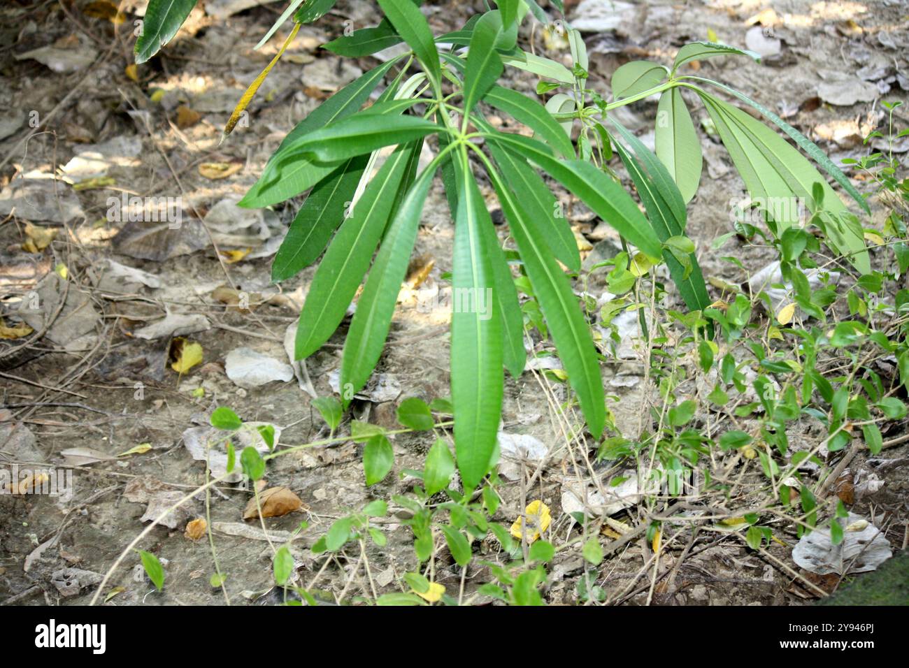 Blackboard tree (Alstonia scholaris) leaves occur in whorls of three to ...