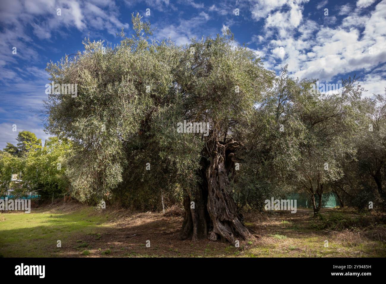 Big old olive tree with a structured trunk and green leaves in the late ...