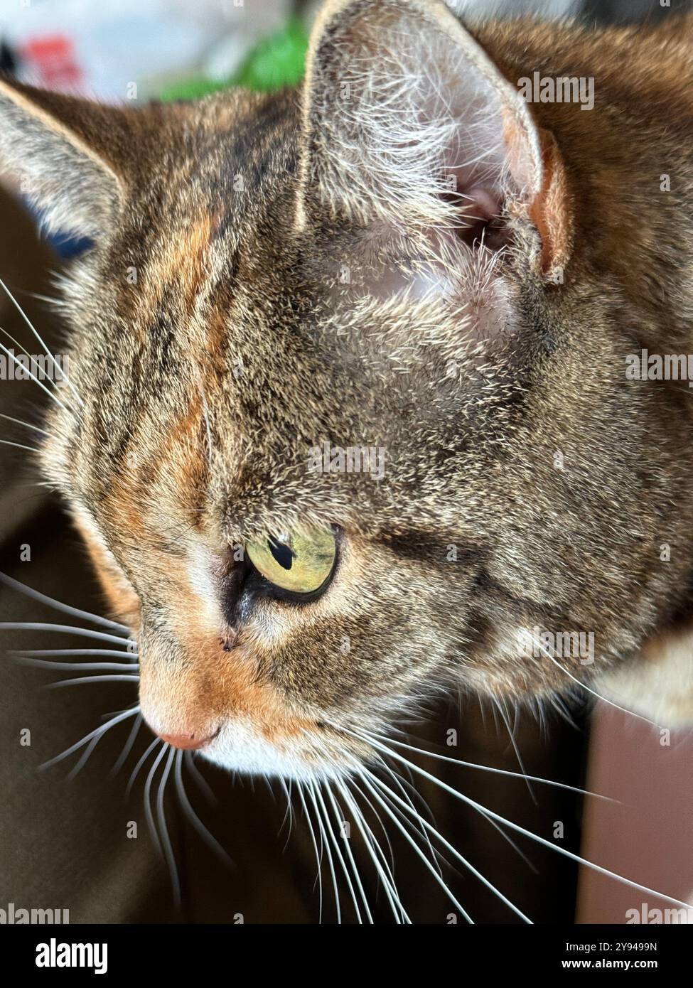 UK, September 2024 : Domestic short hair tabby calico tortie healthy 12 ...