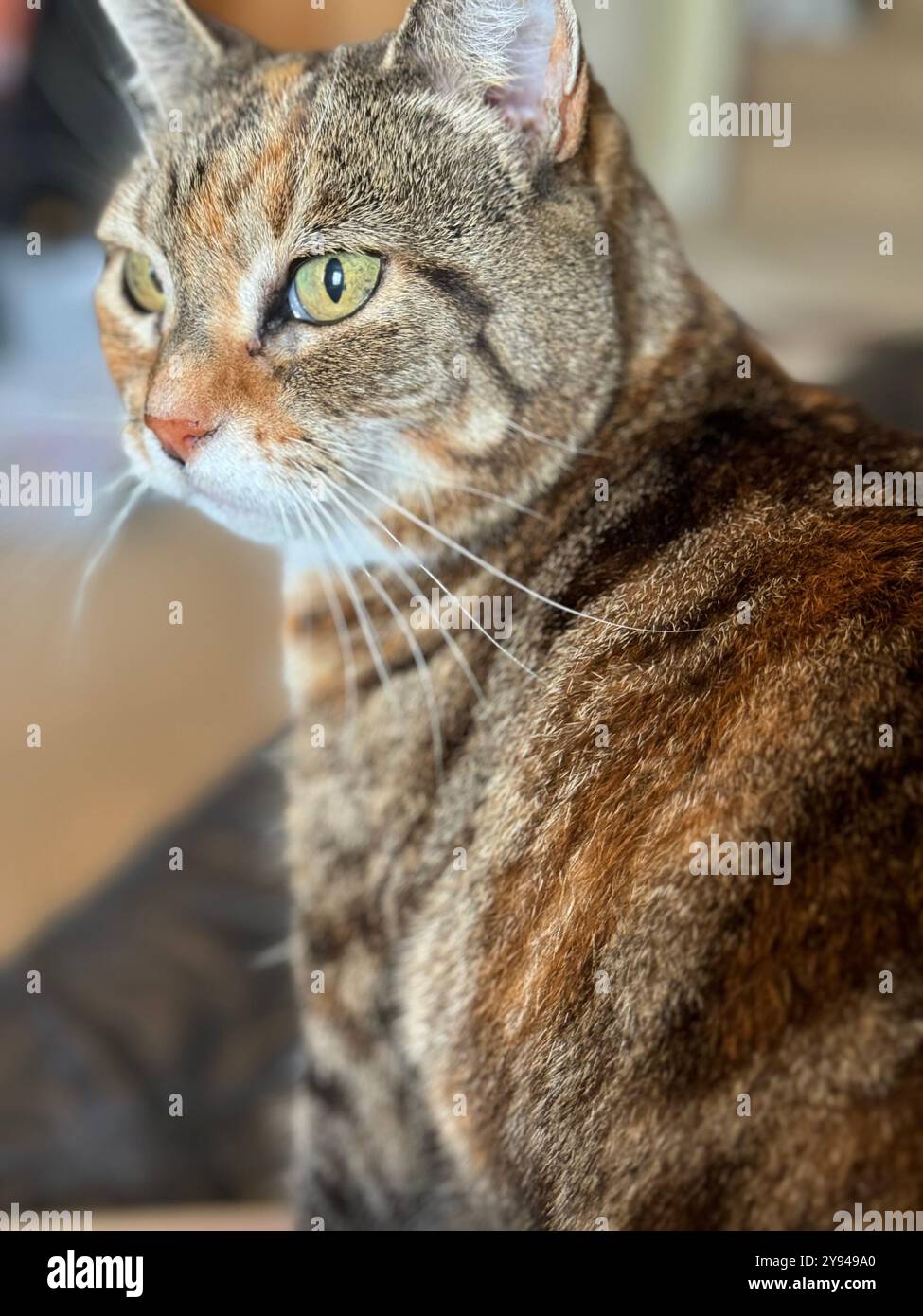 UK, September 2024 : Domestic short hair tabby calico tortie healthy 12 ...