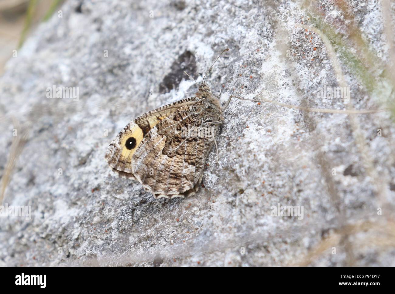 Grayling Butterfly - Hipparchia semele Stock Photo - Alamy