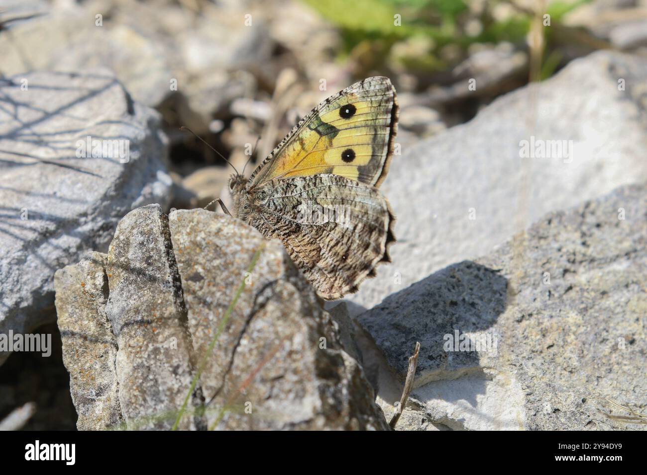 Grayling Butterfly female - Hipparchia semele Stock Photo - Alamy