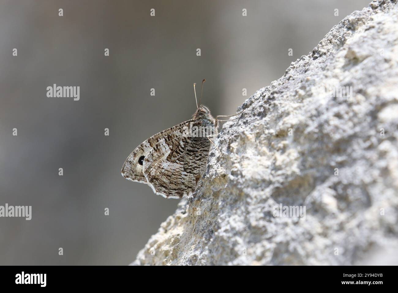 Grayling Butterfly - Hipparchia semele Stock Photo - Alamy