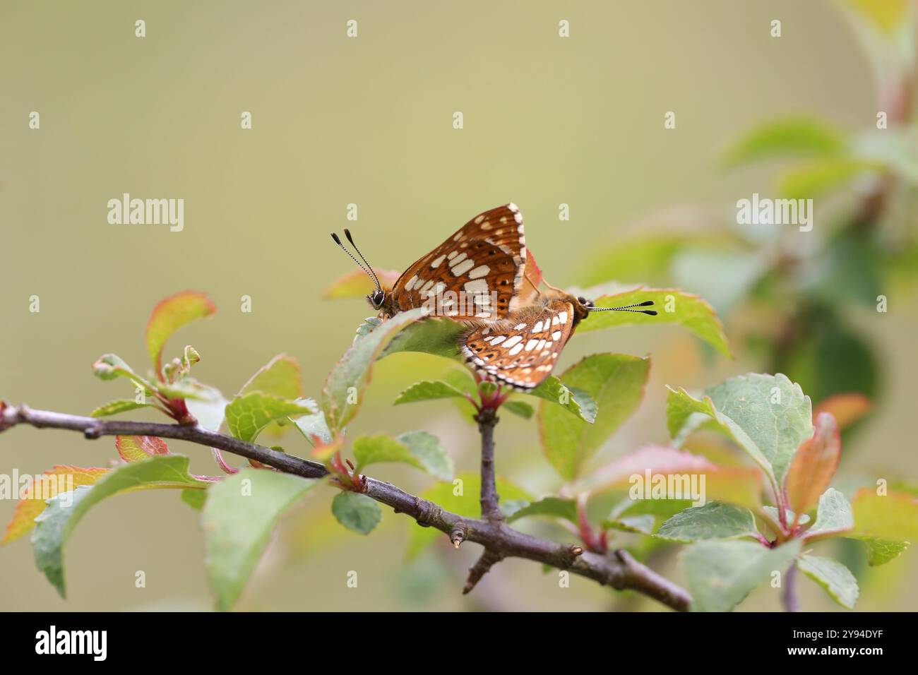 Duke of Burgundy Butterfly mating pair - Hamearis lucina Stock Photo ...