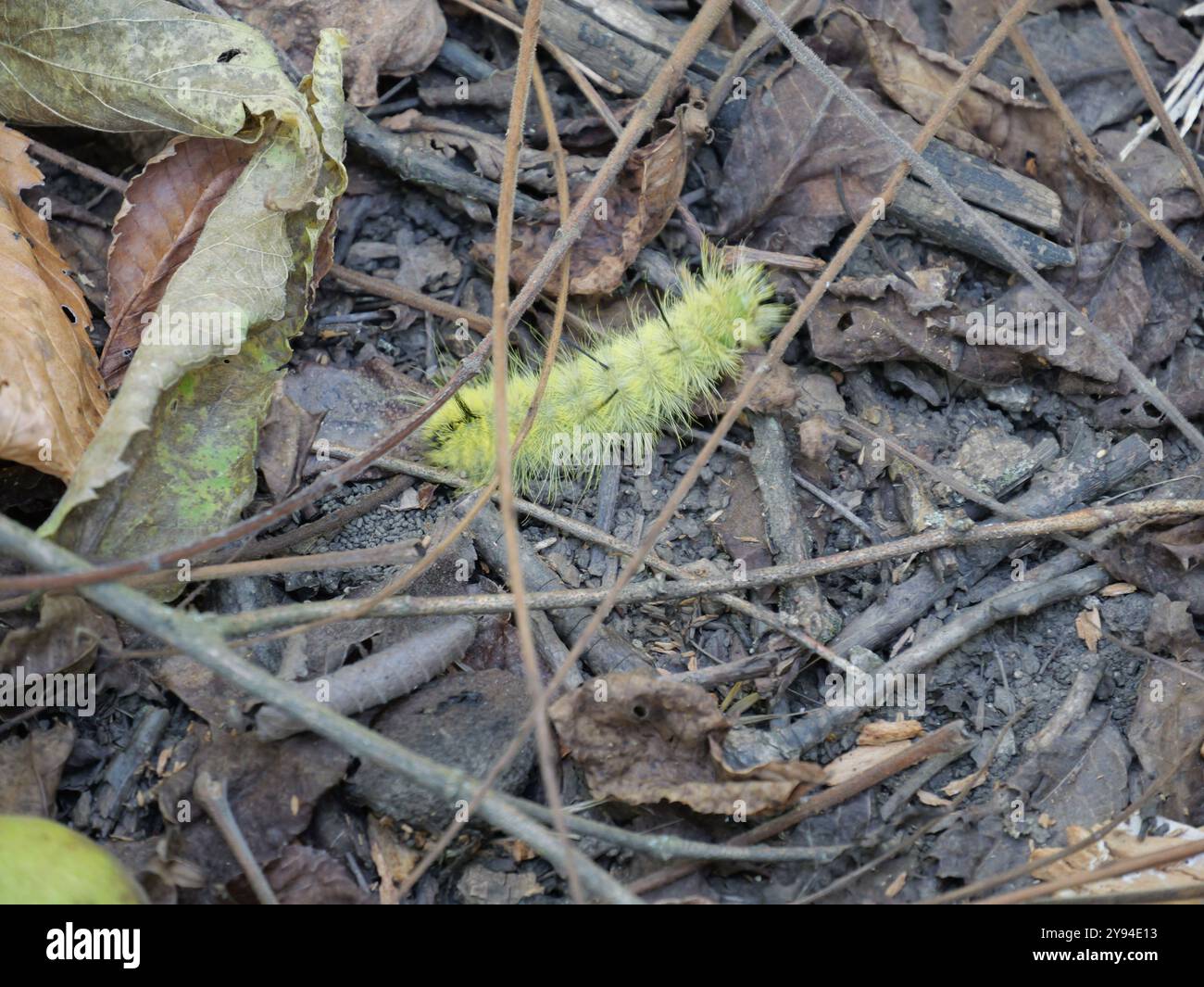 American Dagger Moth Caterpillar Near Hillsdale Lake in Kansas Stock ...