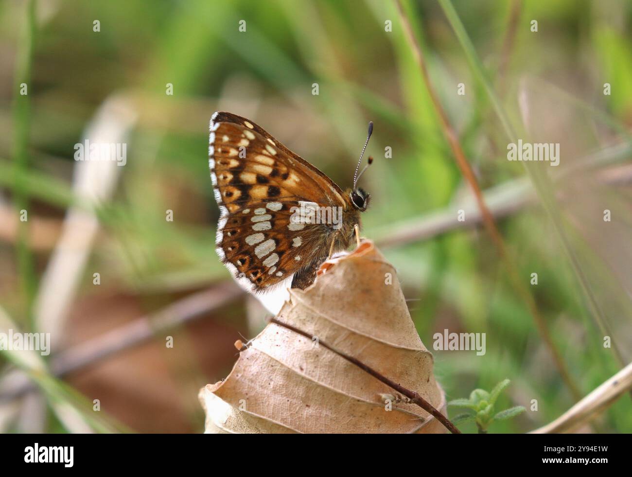 Duke of Burgundy Butterfly - Hamearis lucina Stock Photo - Alamy