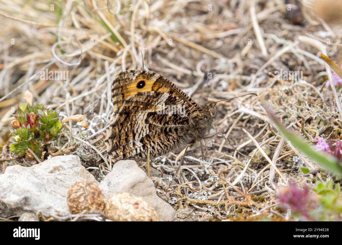 Grayling Butterfly - Hipparchia semele Stock Photo - Alamy