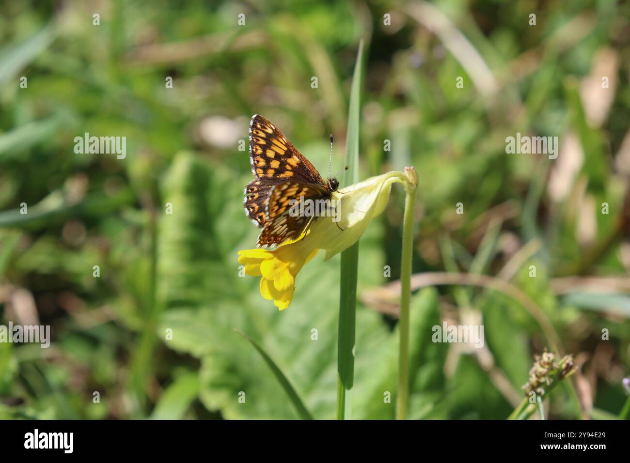 Duke of Burgundy Butterfly on Cowslip - Hamearis lucina Stock Photo - Alamy