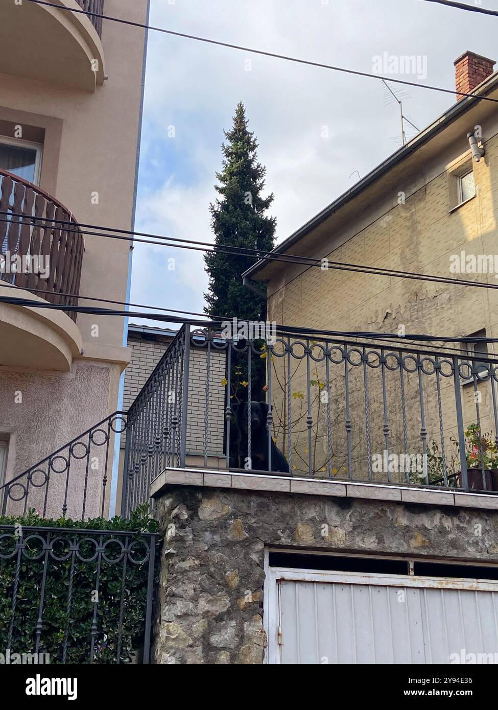 Residential scene captures a tall evergreen tree framed between two ...