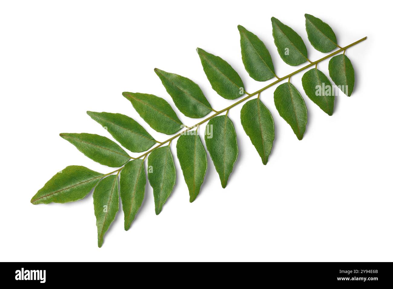 curry leaves foliage isolated white background with shadows, healthy ...