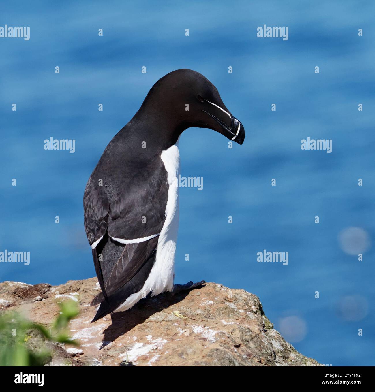 A Razorbill, Alca torda, With Head Turned To The Side Sitting On A ...