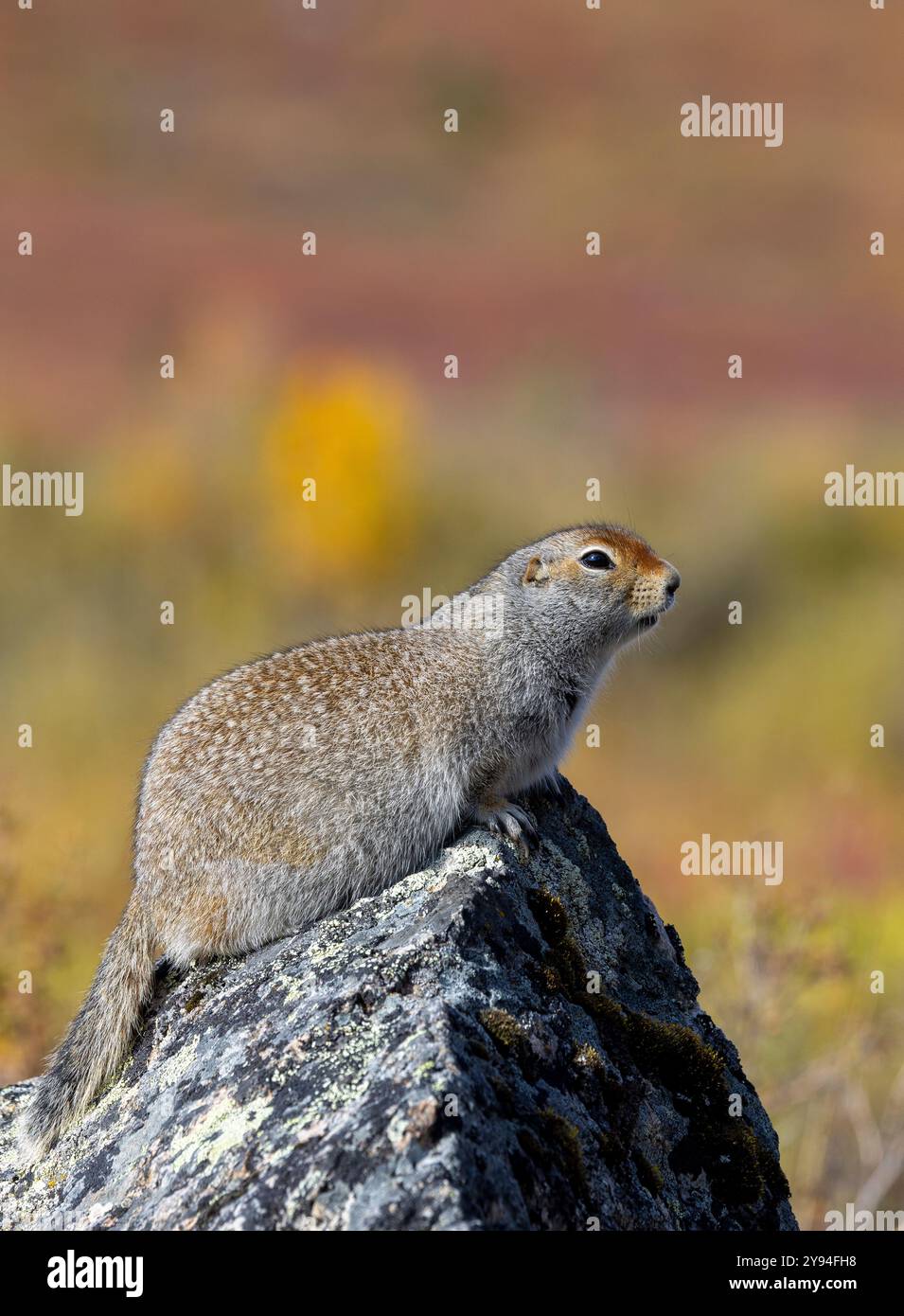 Arctic Ground Squirrel in Denali National Park Alaska in Autumn Stock ...