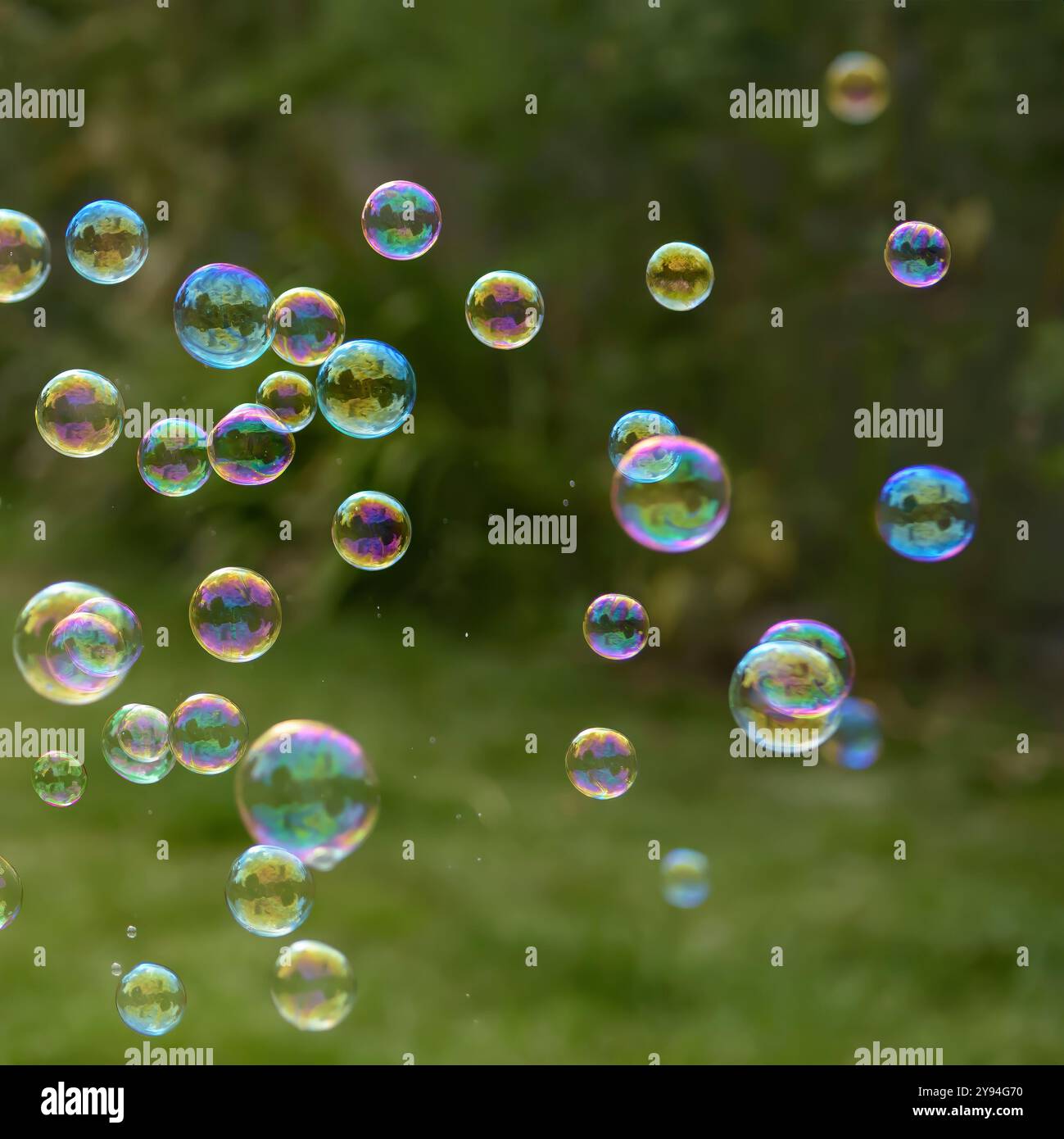 Bubbles in garden with irriidescent colours in the bubbles Stock Photo ...
