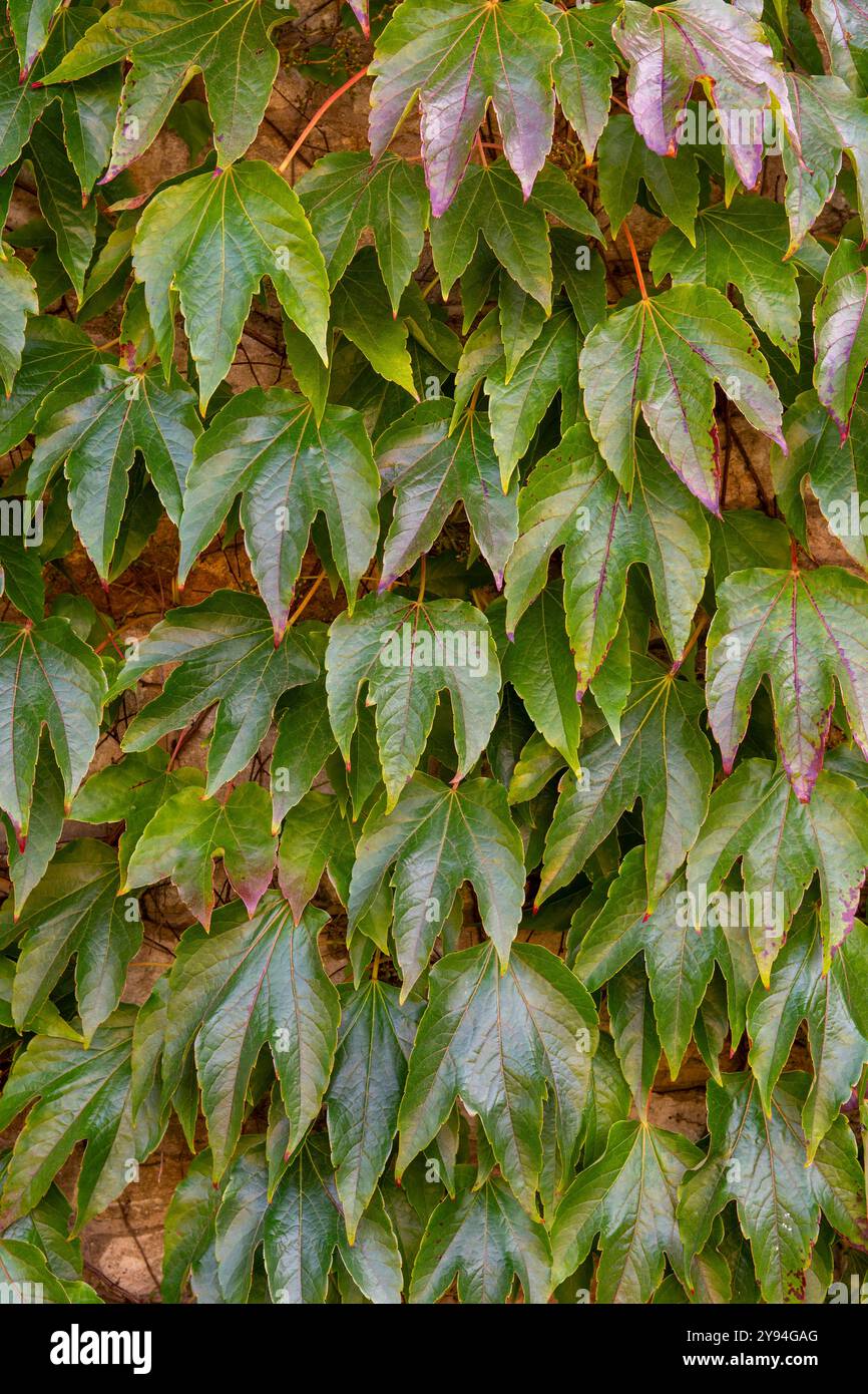Boston Ivy, also known as Japanese ivy, bineweed or grape ivy growing ...