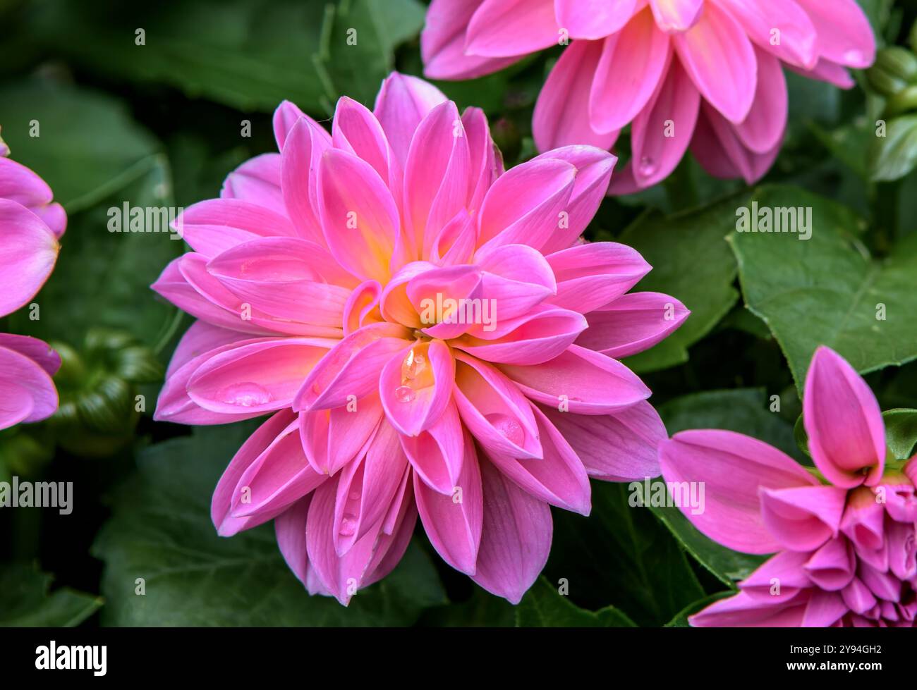 Beautiful bright pink garden Dahlia in full bloom in summer. Variety ...