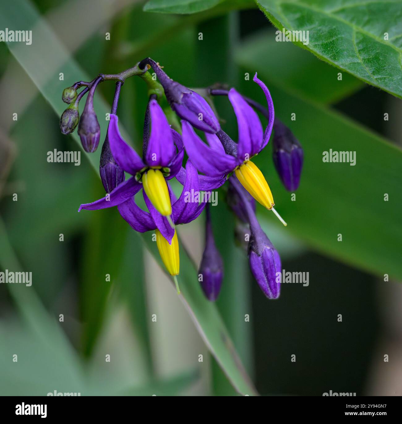 Bittersweet Nightshade flower, also known as Poisonberry, Blue Bindweed ...