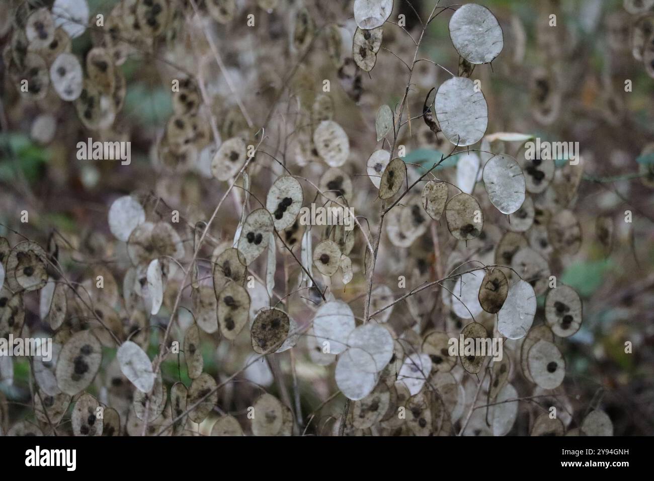 Honesty plant clearly shows the Name Stock Photo - Alamy
