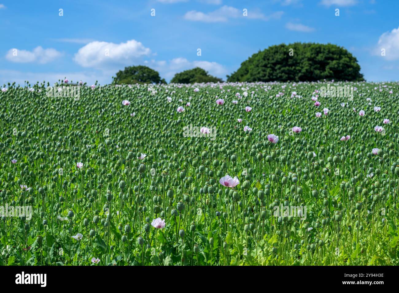 Field of poppy seed heads with a few late flowering poppies in bloom ...