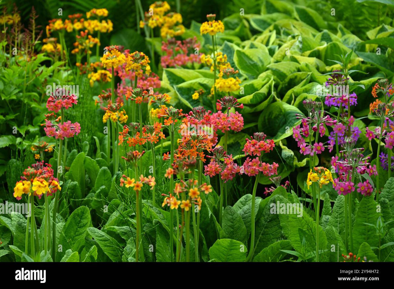 Mixed spring of hostas and flowers of Candelabra primroses, candelabra ...