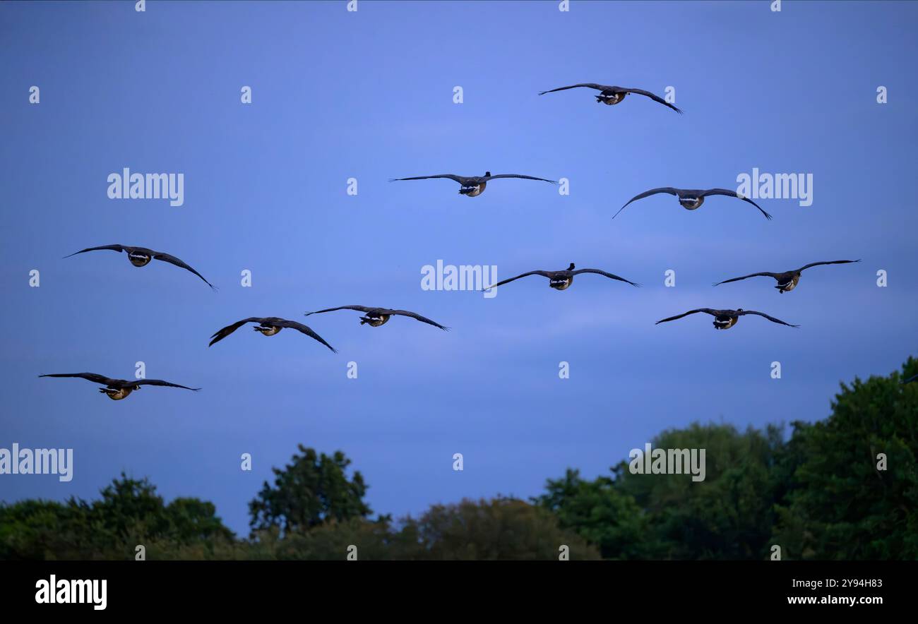 Canada geese flying night hi-res stock photography and images - Alamy