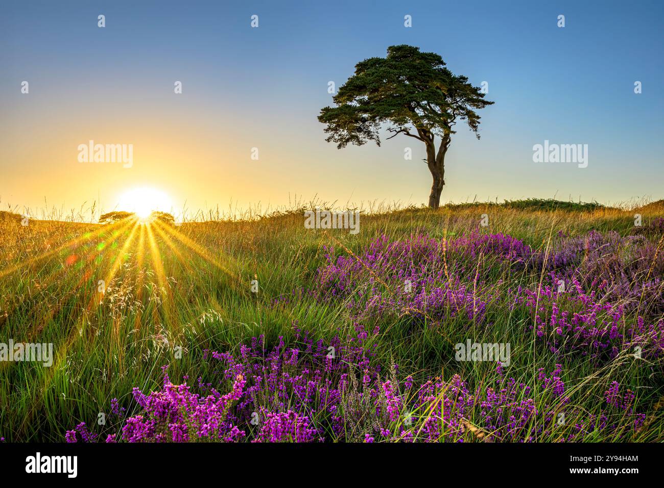 The well known tree at Priddy mineries which overlooks Priddy pond as ...