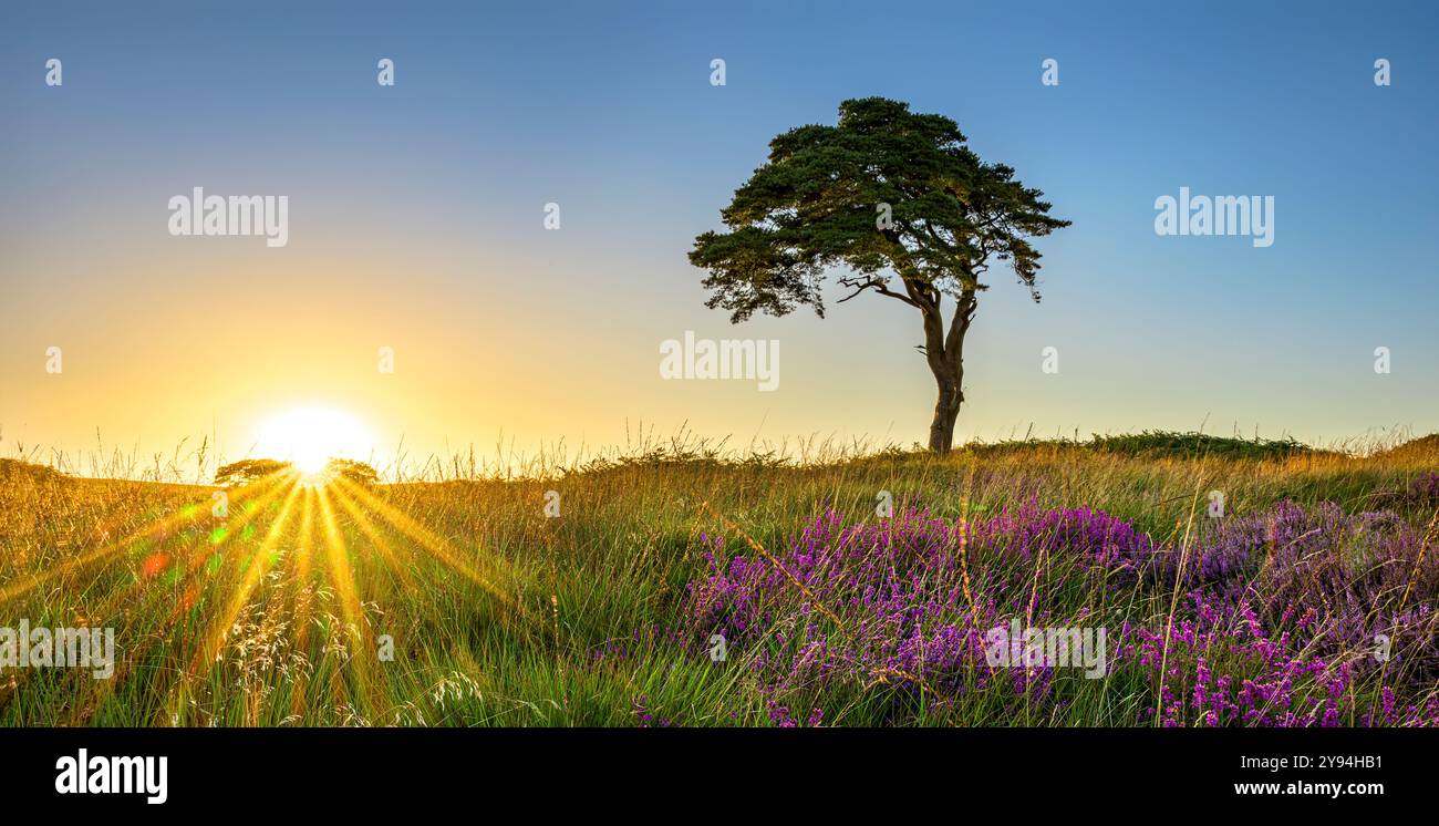 The well known tree at Priddy mineries which overlooks Priddy pond as ...