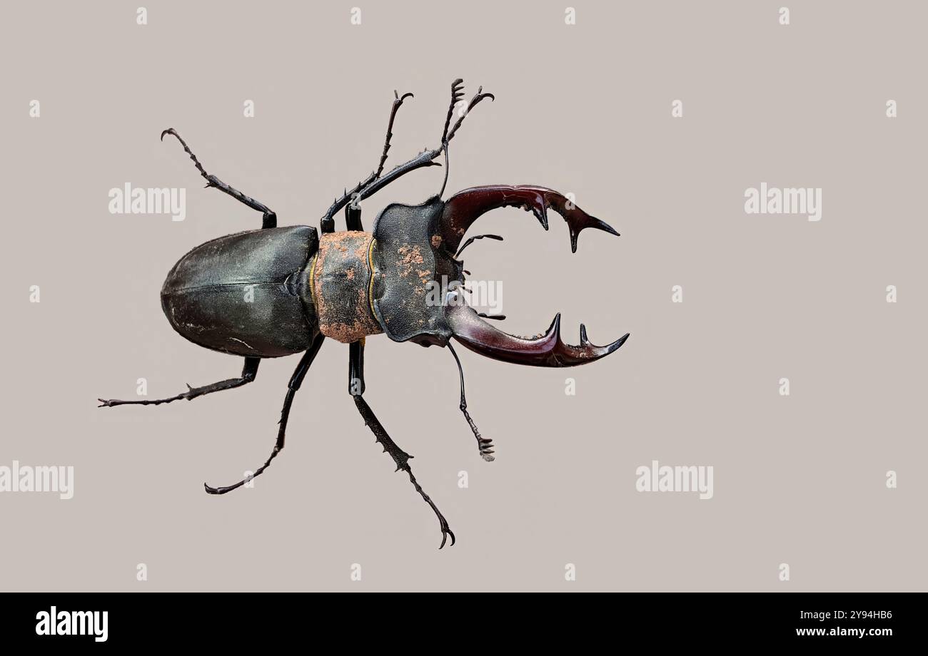 A male European stag beetle Stock Photo - Alamy