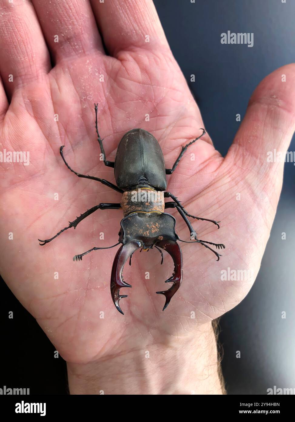 A male European stag beetle is sitting on a hand Stock Photo - Alamy