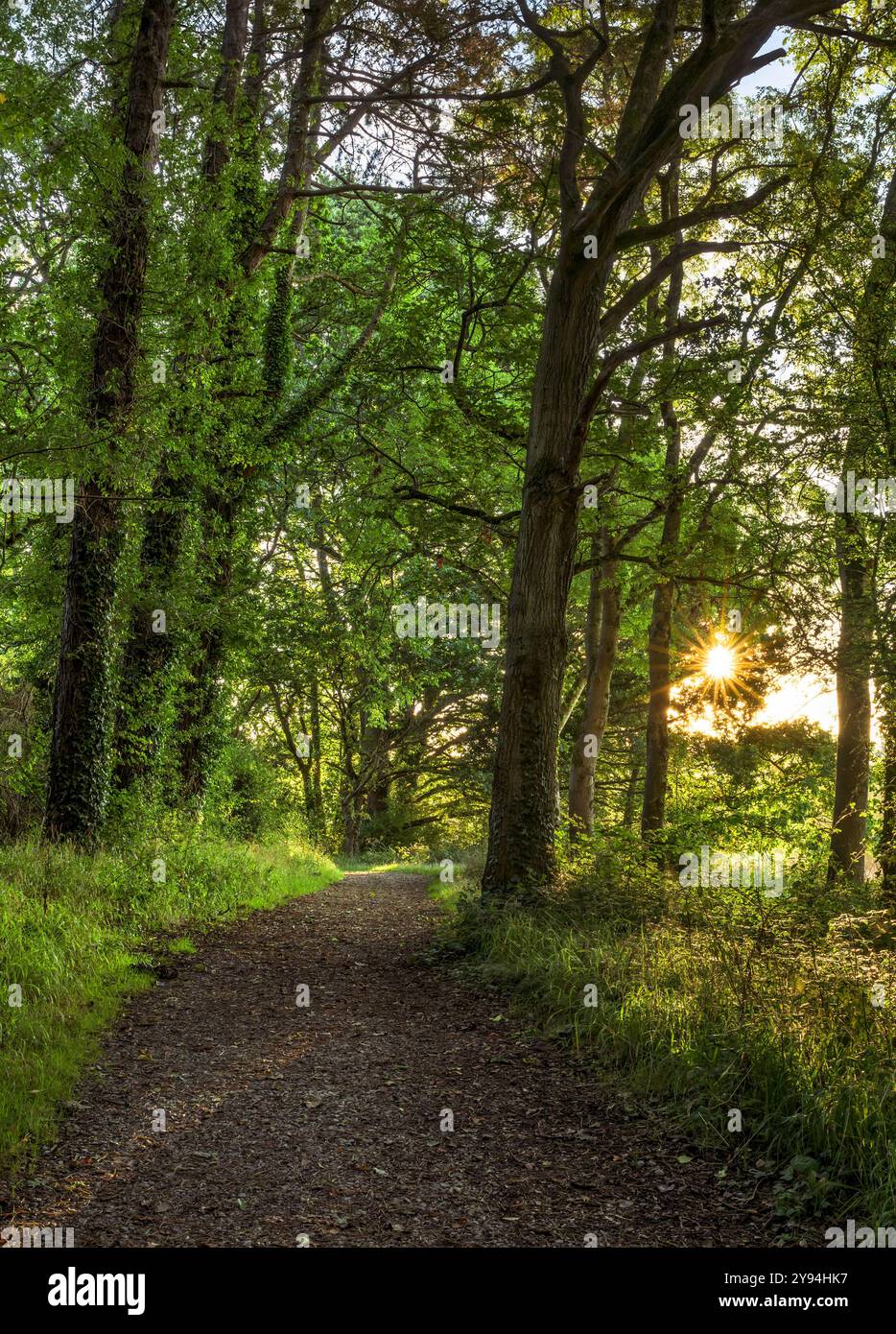 Woodland path at Blagdon Lake, Somerset, UK just after sunrise with ...