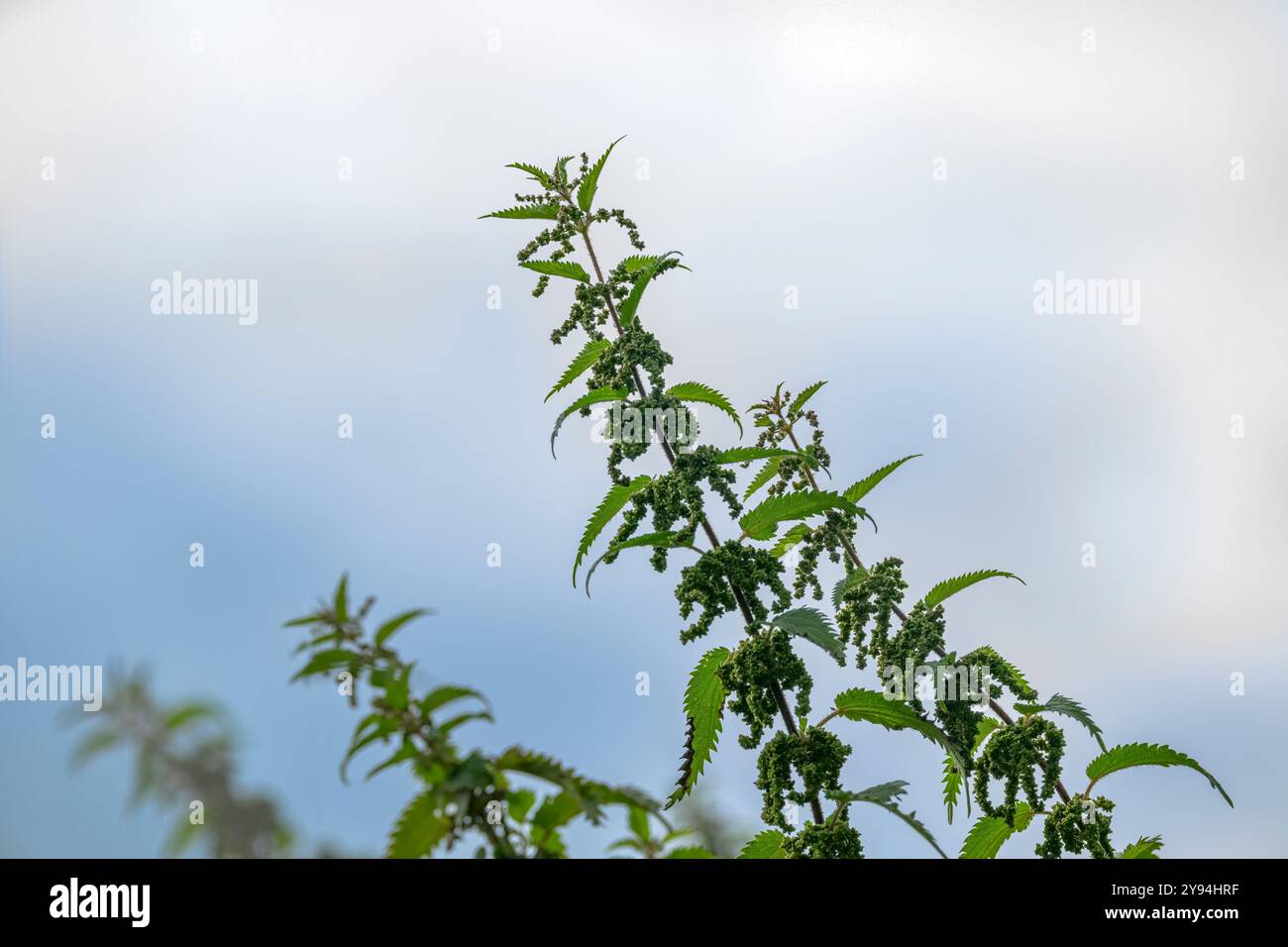Stinging nettles growing tall and swaying in breeze near Devizes, UK ...