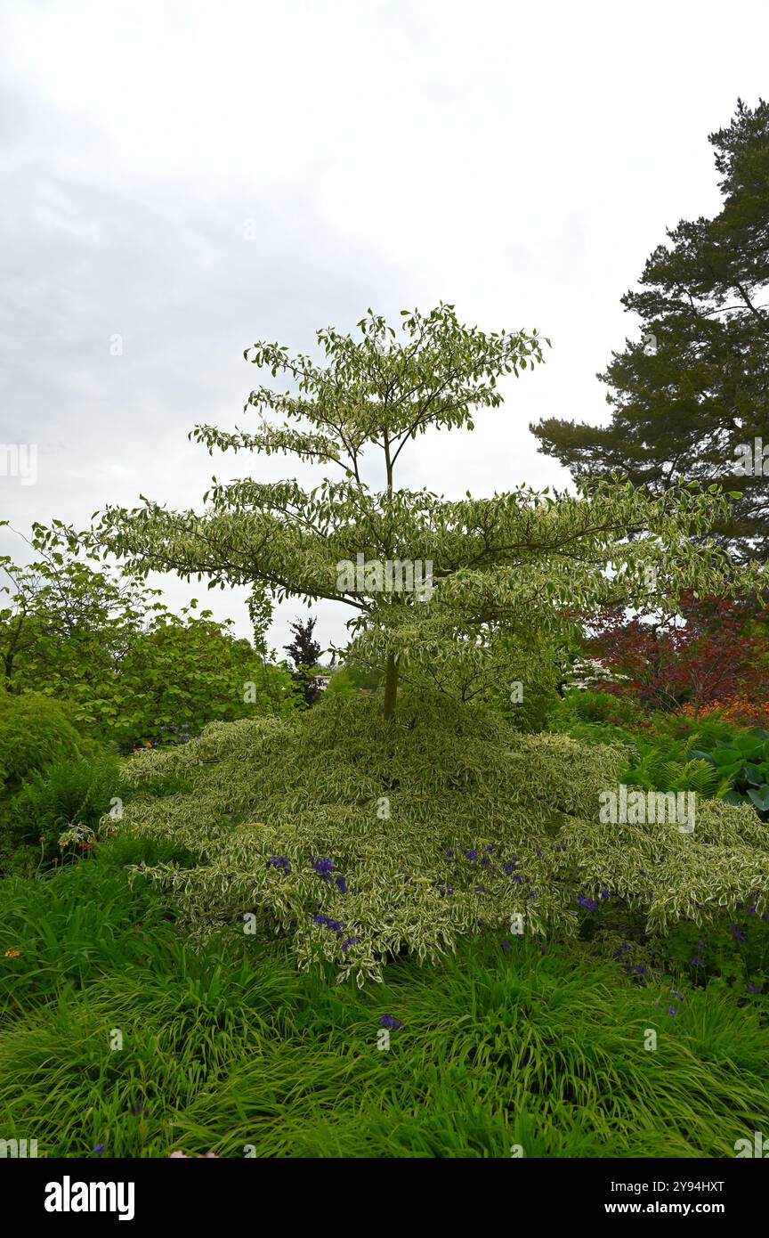 Tiers of Cornus controversa 'Variegata' or variegated wedding cake tree ...