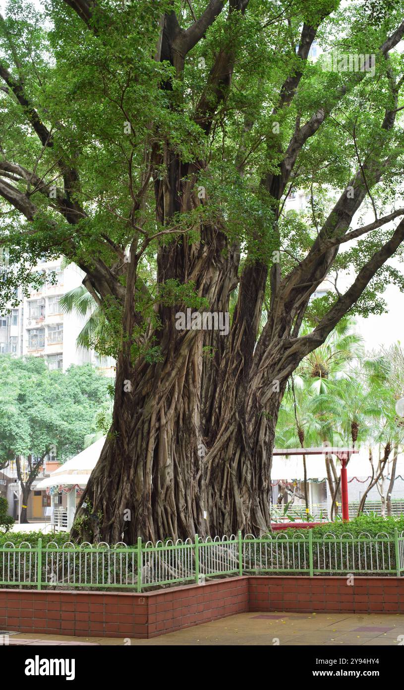 Banyan tree hong kong hi-res stock photography and images - Alamy