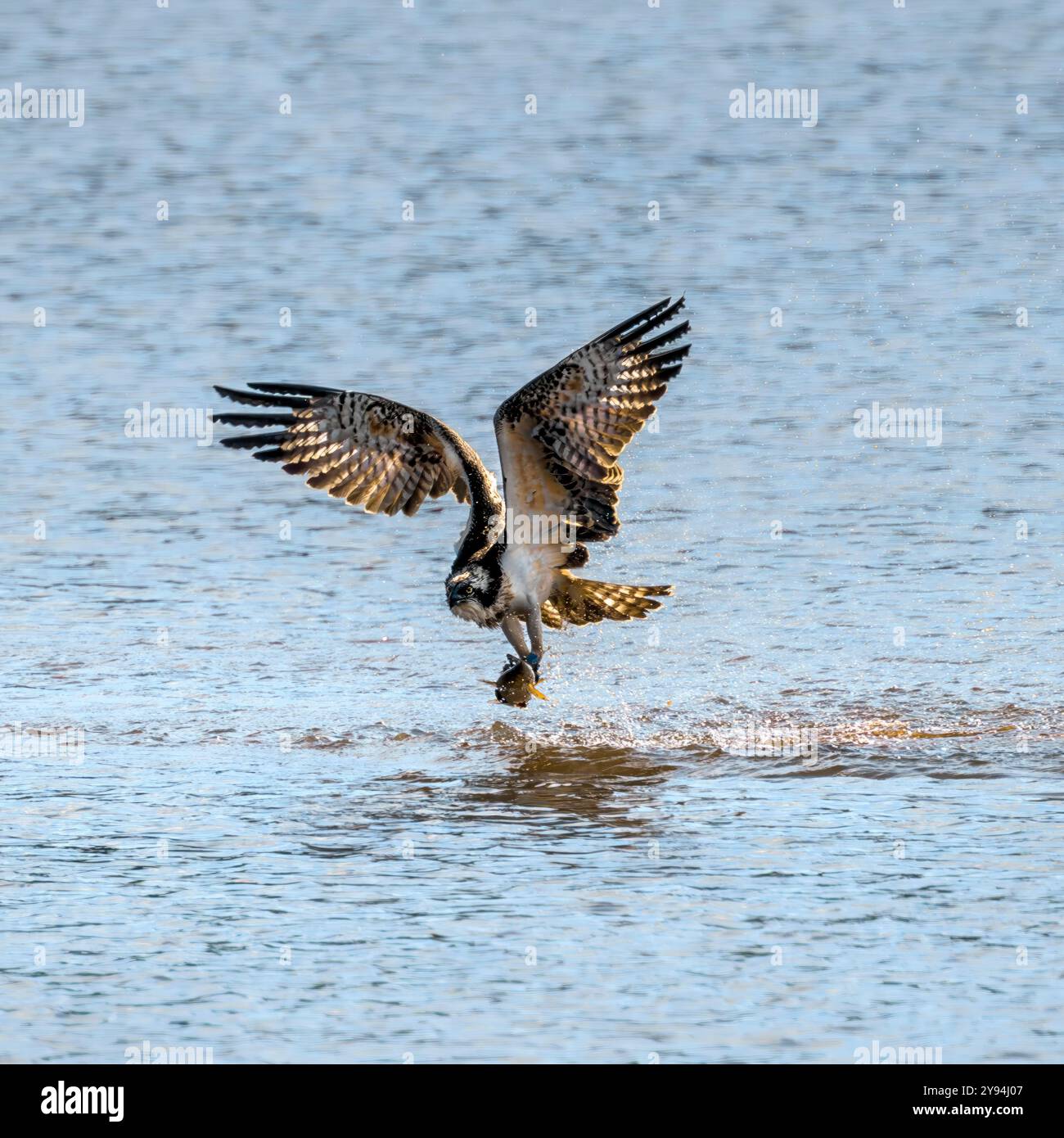 Juvenile Osprey at Chew Valley lake diving and catching fish which is ...
