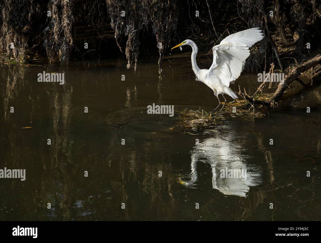 Sprat hi-res stock photography and images - Alamy