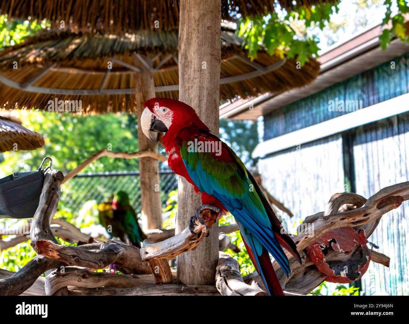 Green winged Macaw parrot on a perch outdoors at the Potawatomi Zoo ...