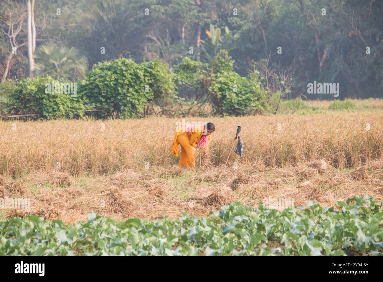 Debidwar:‎December ‎14,‎2023-Woman worker farmer cutting rice paddy in ...